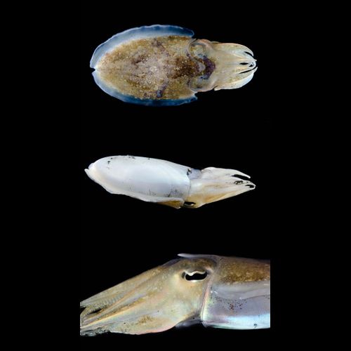 The Biodiversity of Singapore- Sepia sp. 2