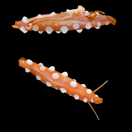 The Biodiversity of Singapore- Ovulidae sp. 3