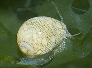 taxo4254 - Clithon oualaniensis