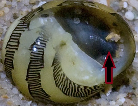 taxo4254 - Clithon oualaniensis