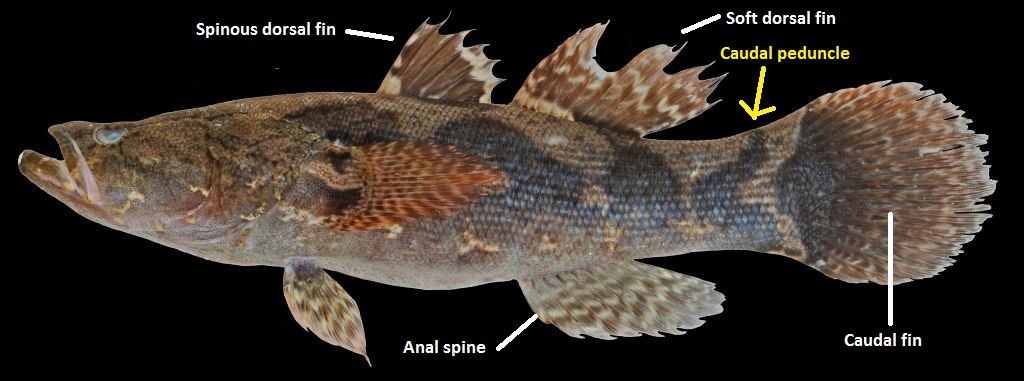 taxo4254 - Oxyeleotris marmorata