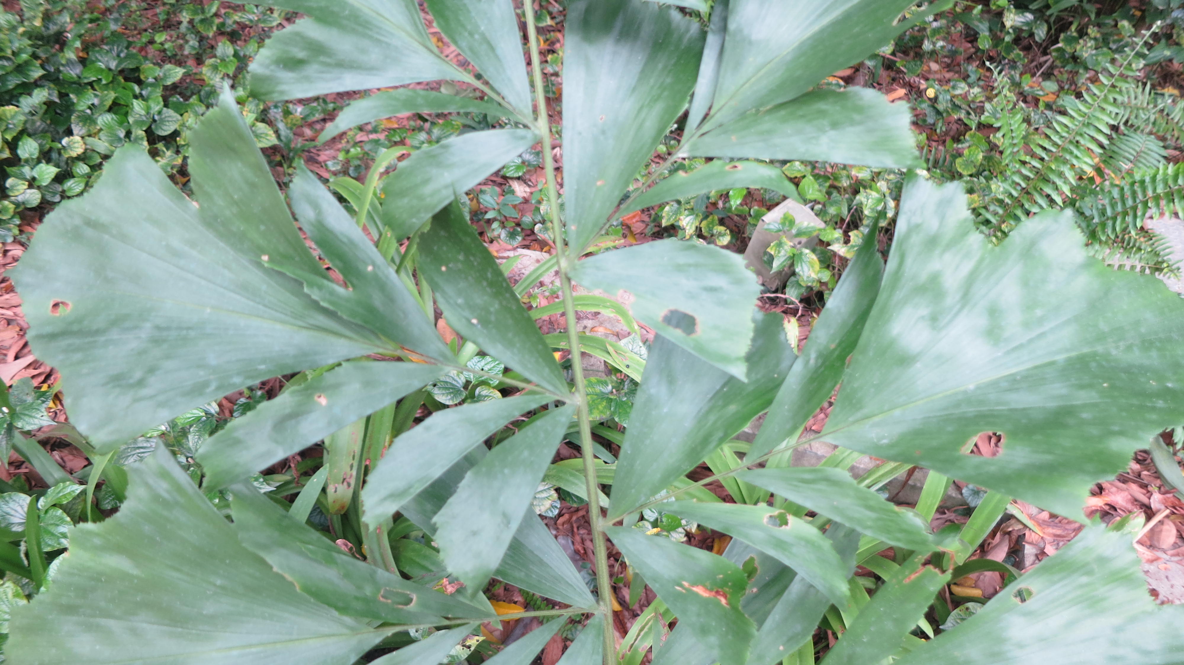 taxo4254 - Caryota mitis