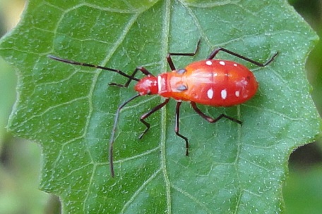 taxo4254 - Dysdercus cingulatus