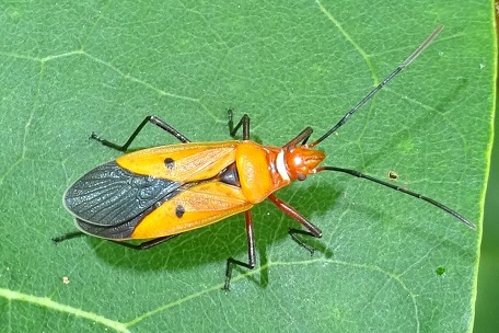 taxo4254 - Dysdercus cingulatus