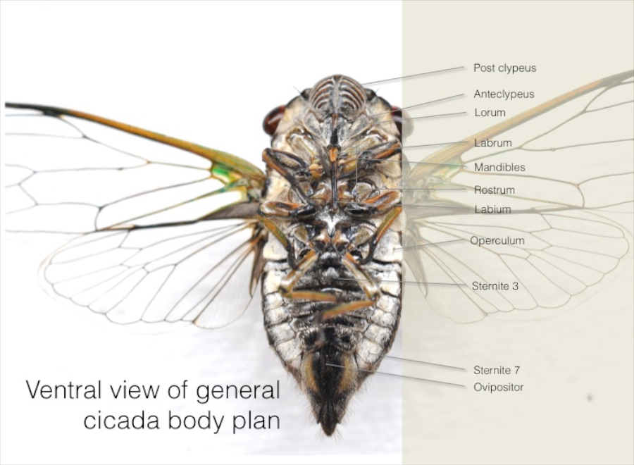 Cicadas Anatomy