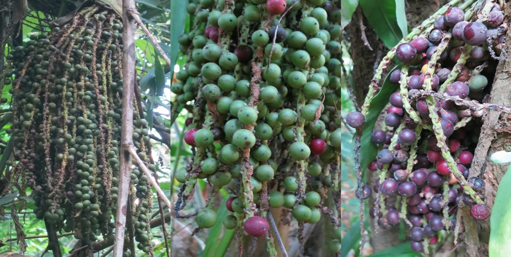 taxo4254 - Caryota mitis