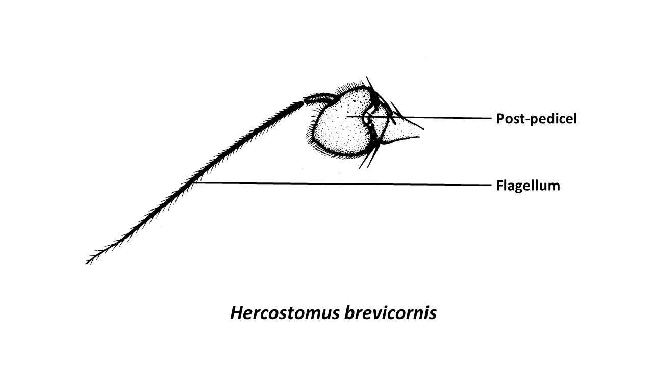 taxo4254 - Hercostomus meieri
