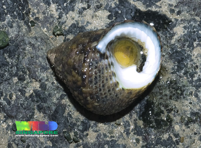 taxo4254 - Monodonta labio