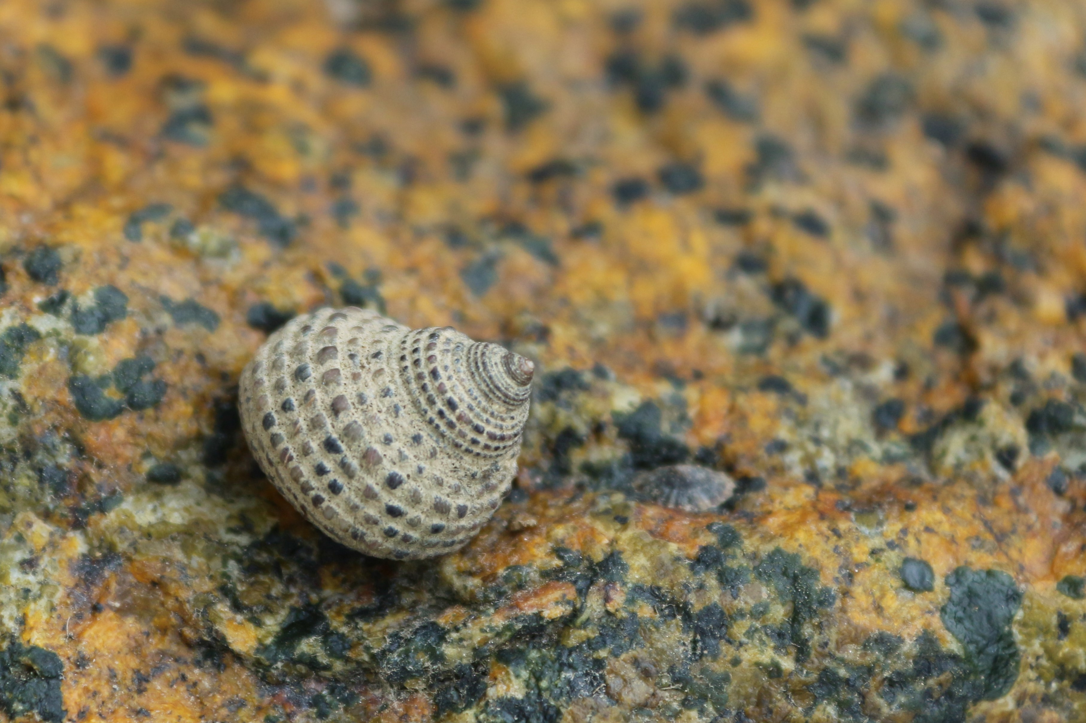 taxo4254 - Monodonta labio