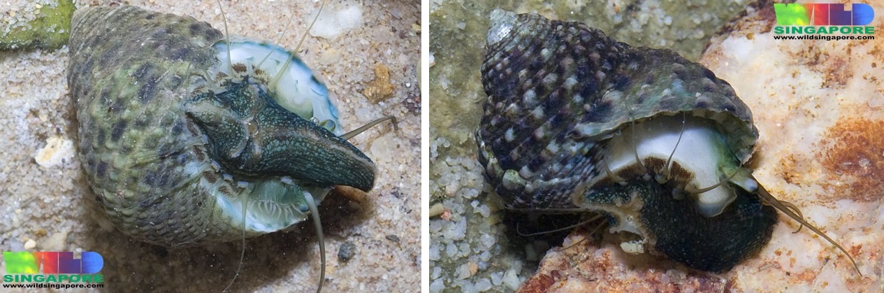 taxo4254 - Monodonta labio