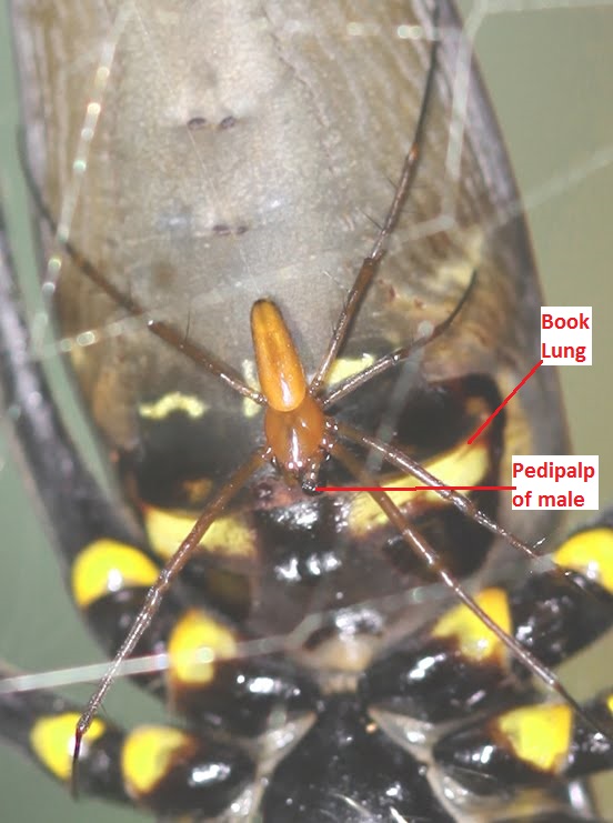 taxo4254 - Nephila pilipes