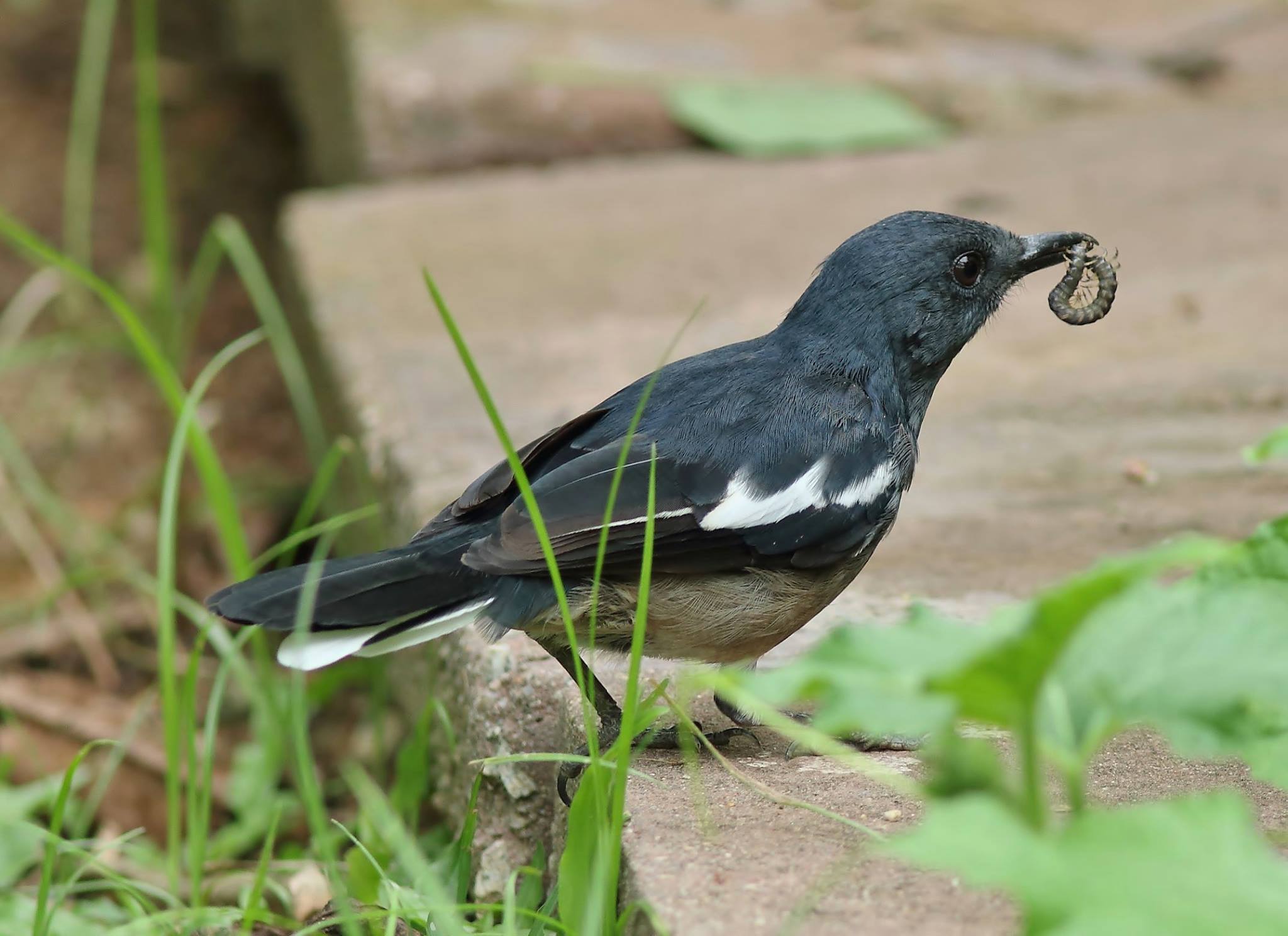 taxo4254 - Copsychus saularis