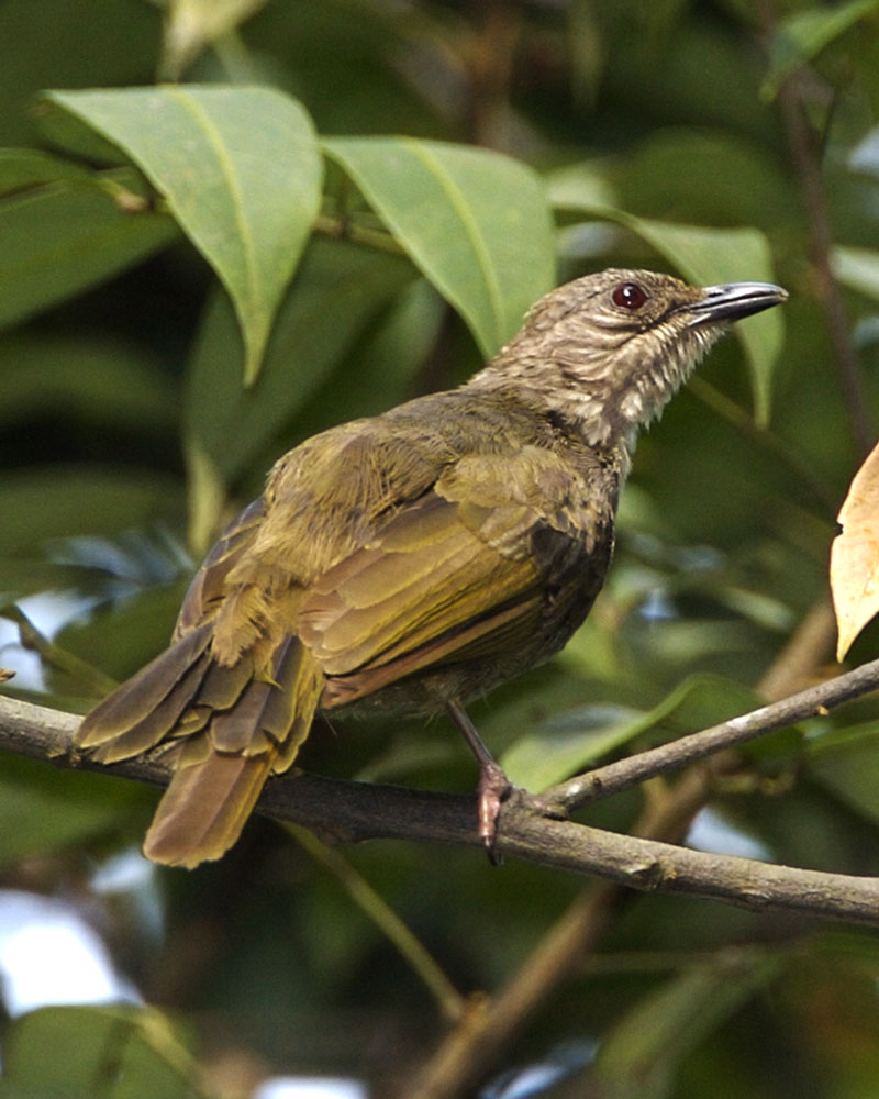 taxo4254 - Pycnonotus plumosus