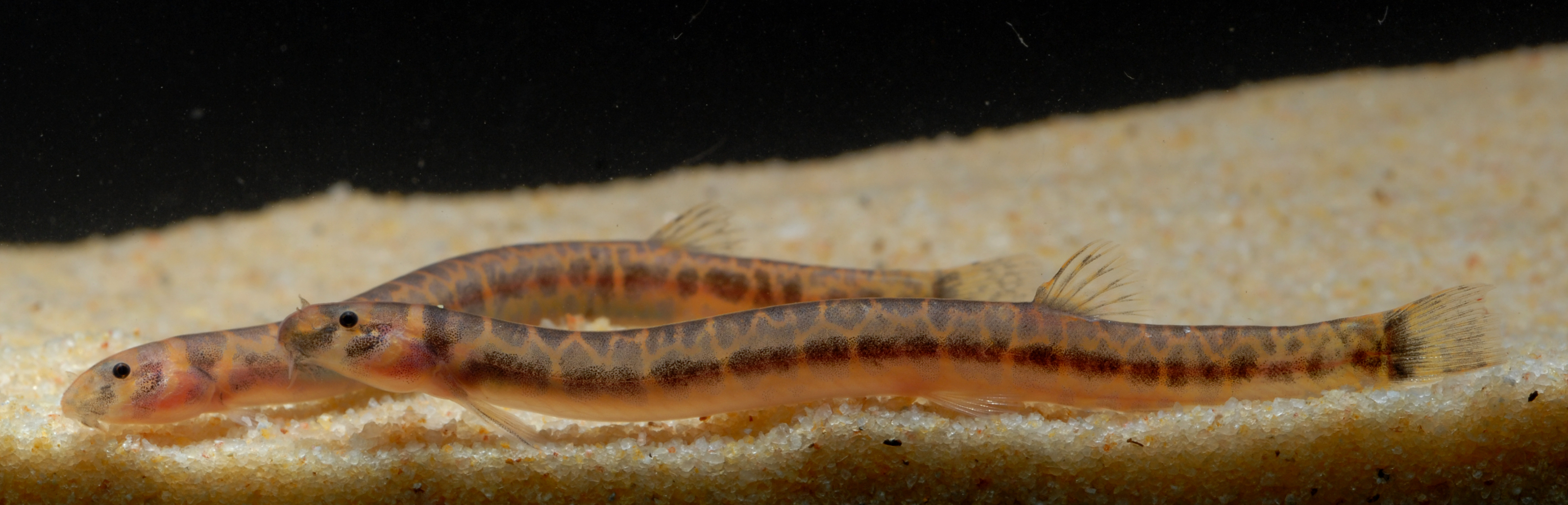 taxo4254 - Pangio muraeniformis