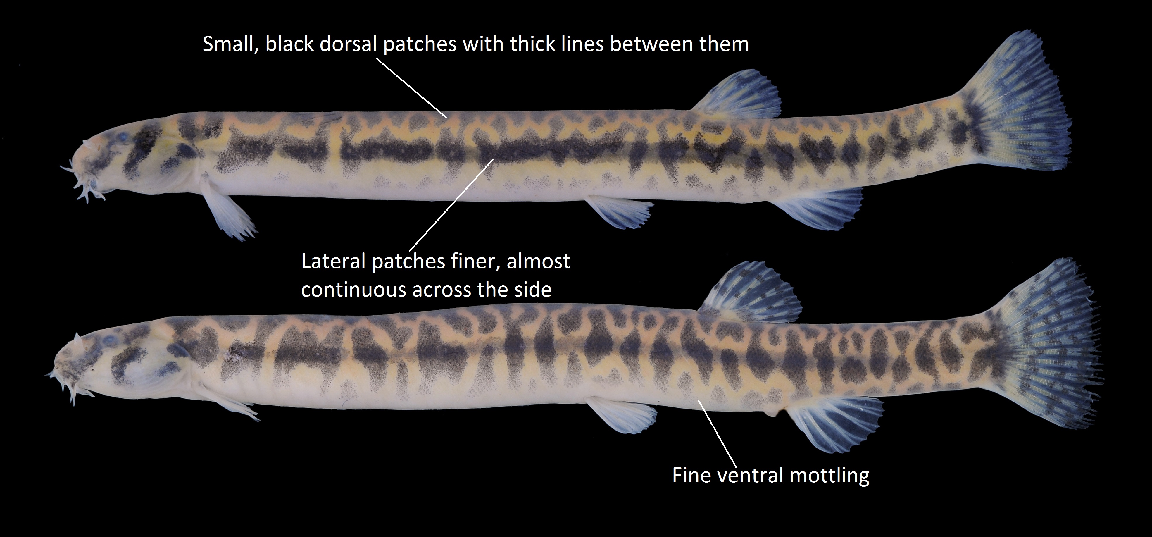 taxo4254 - Pangio muraeniformis