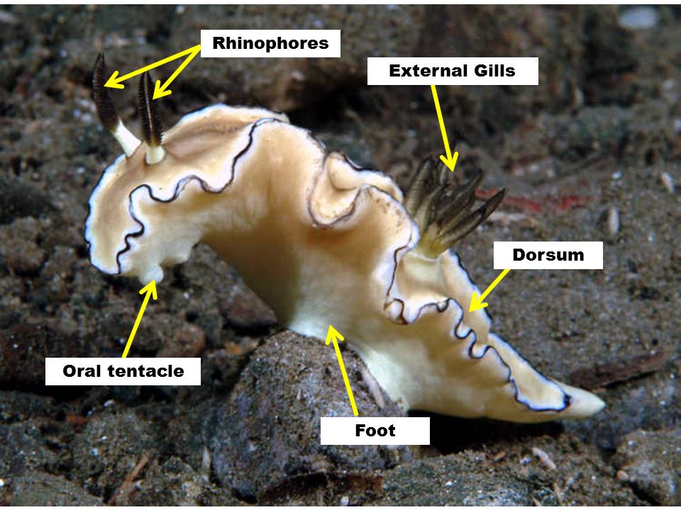 taxo4254 - Jorunna funebris