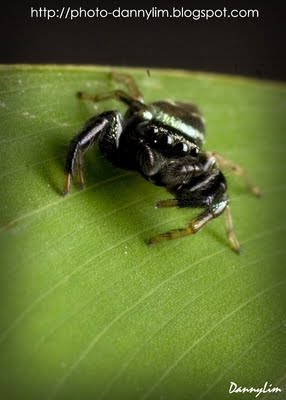 taxo4254 - Thiania bhamoensis
