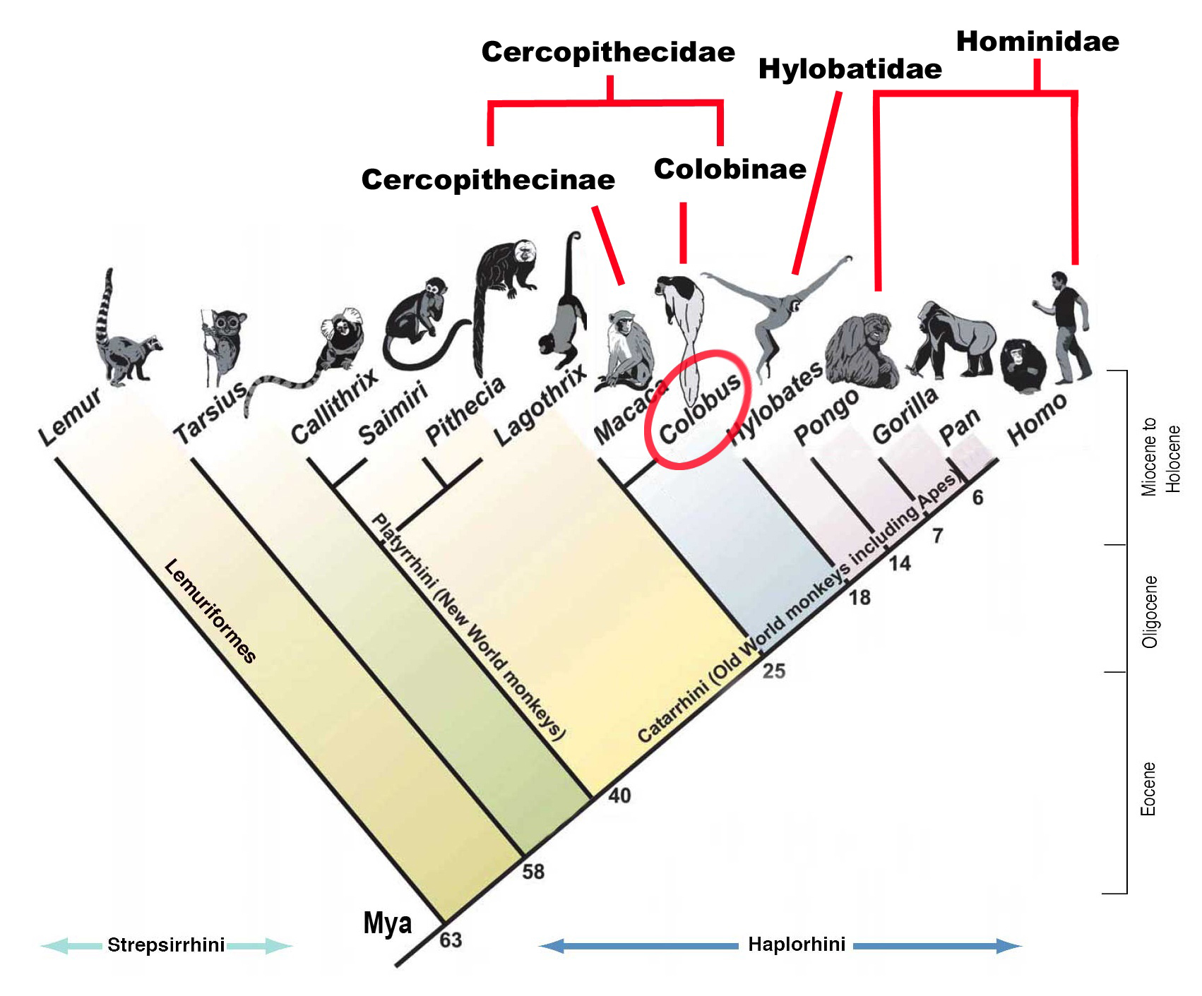 taxo4254 - Presbytis femoralis