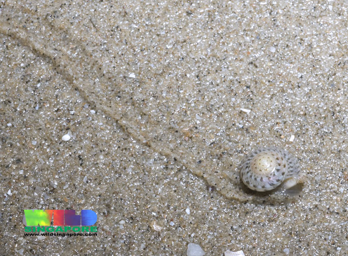 taxo4254 - Umbonium vestiarium