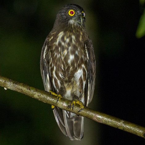 taxo4254 - Ninox scutulata