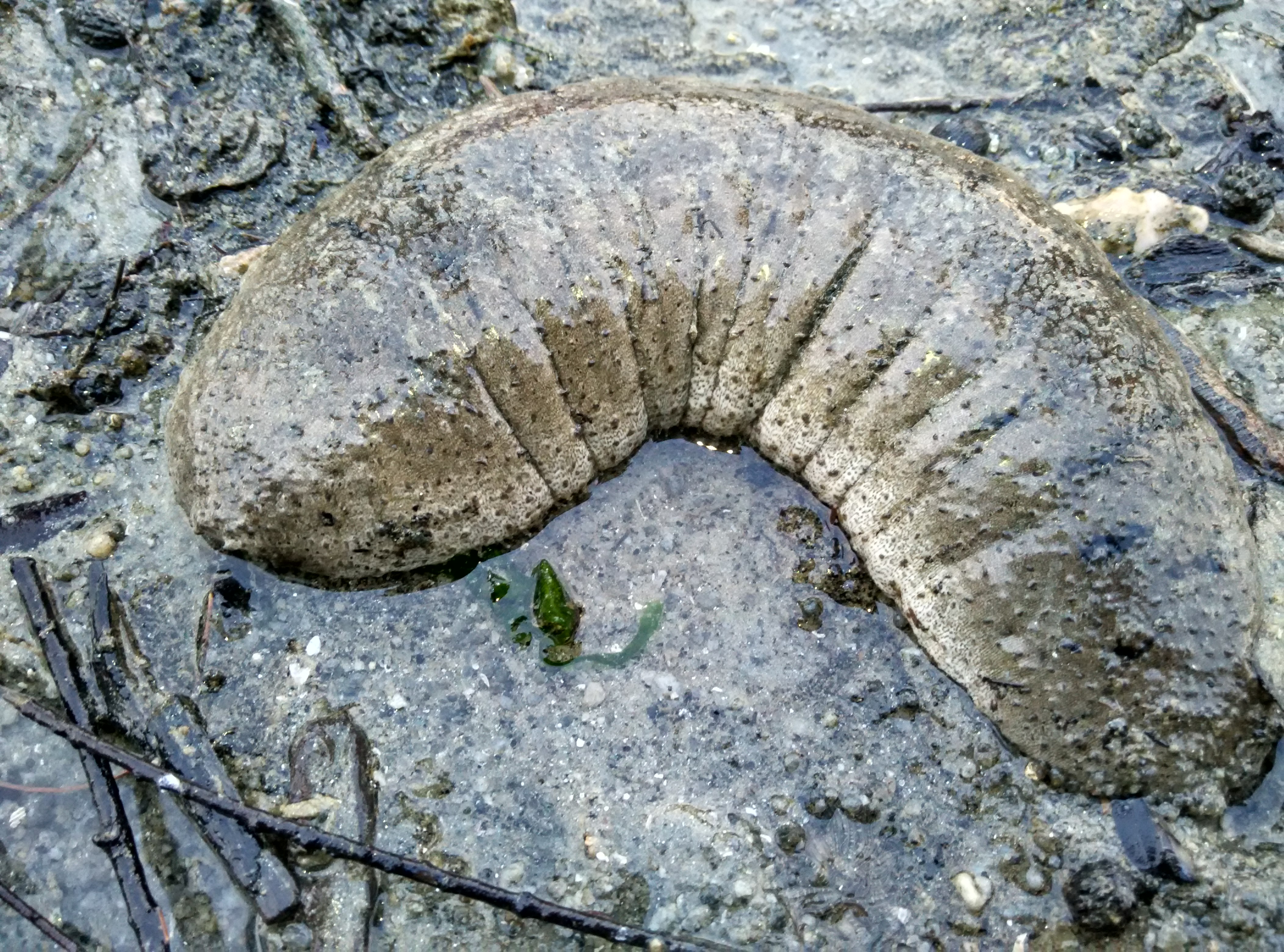 taxo4254 - holothuriametriatylascabra