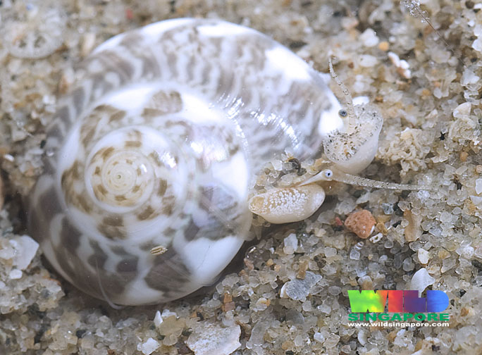 taxo4254 - Umbonium vestiarium