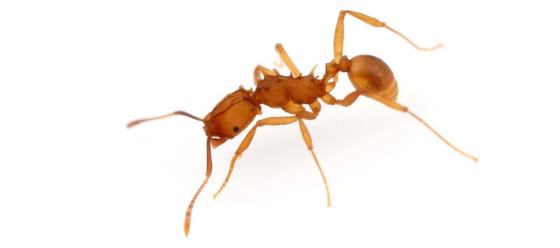 taxo4254 - Proatta butteli