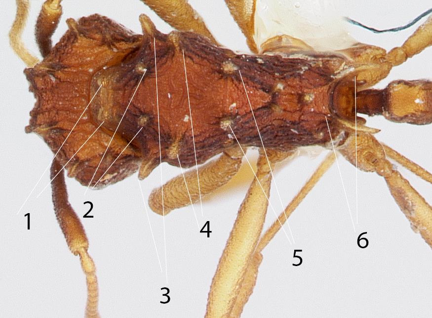 taxo4254 - Proatta butteli