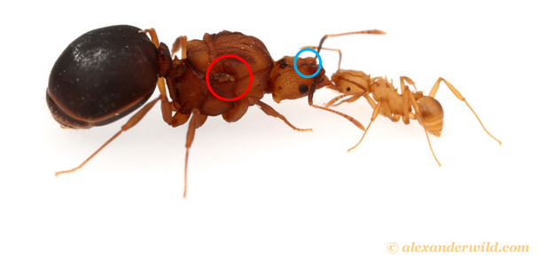 taxo4254 - Proatta butteli