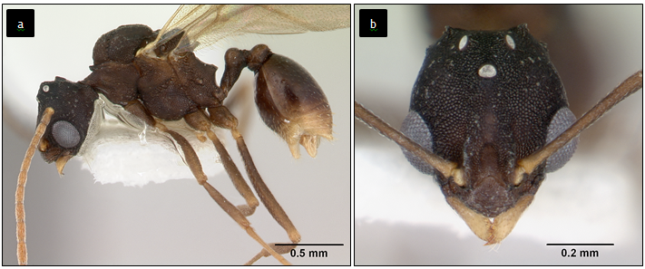 taxo4254 - Proatta butteli