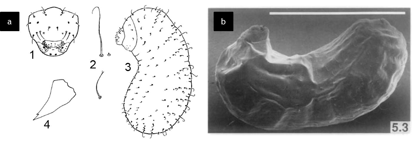 taxo4254 - Proatta butteli