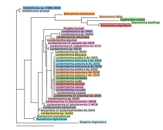taxo4254 - Proatta butteli