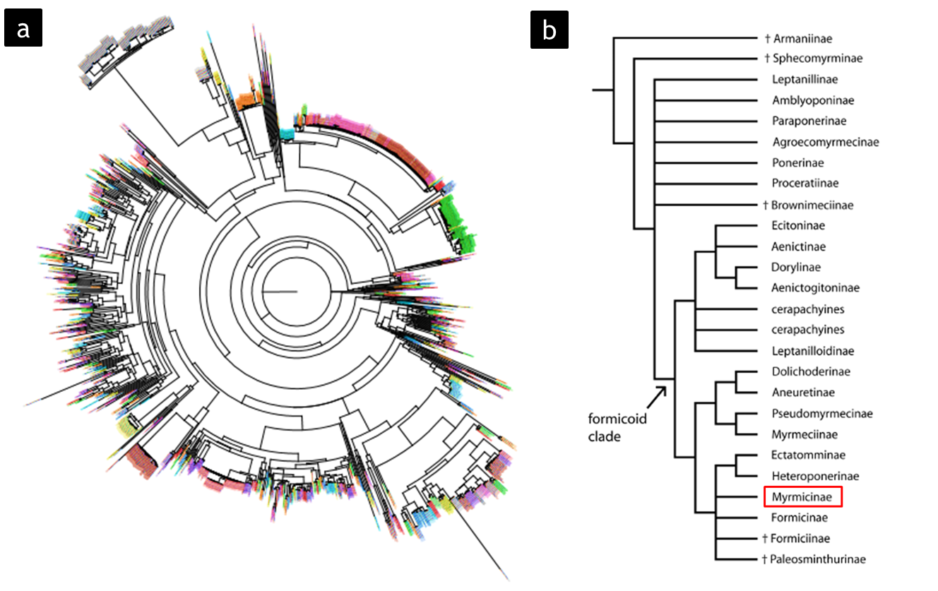 taxo4254 - Proatta butteli