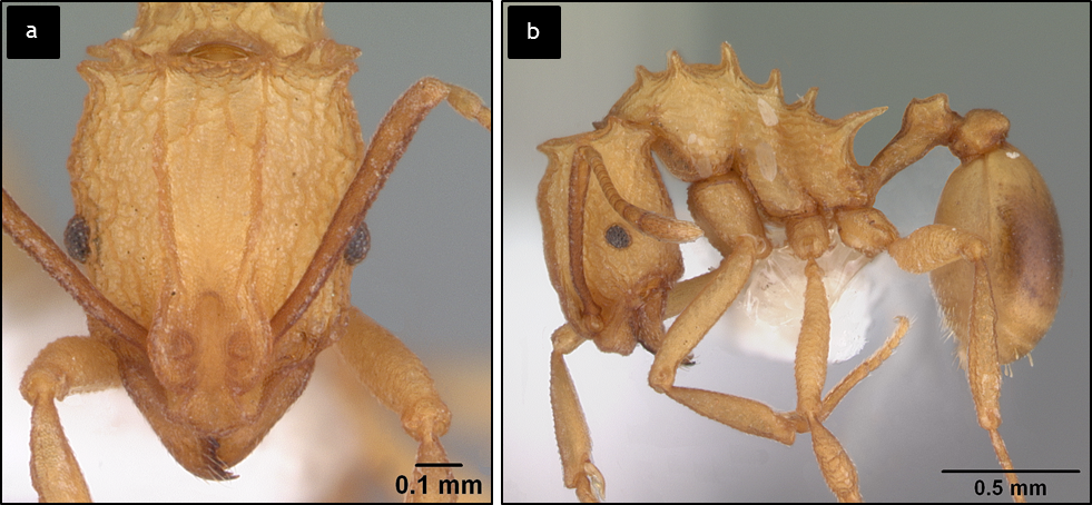 taxo4254 - Proatta butteli