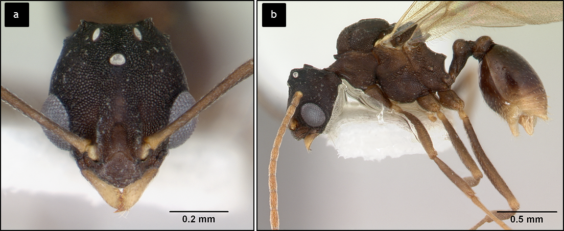 taxo4254 - Proatta butteli
