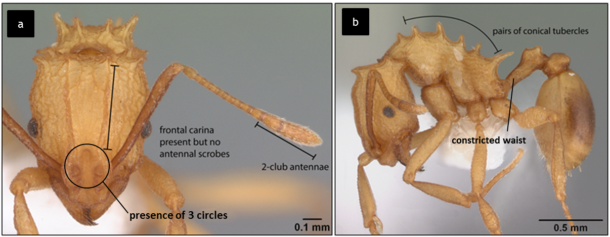taxo4254 - Proatta butteli