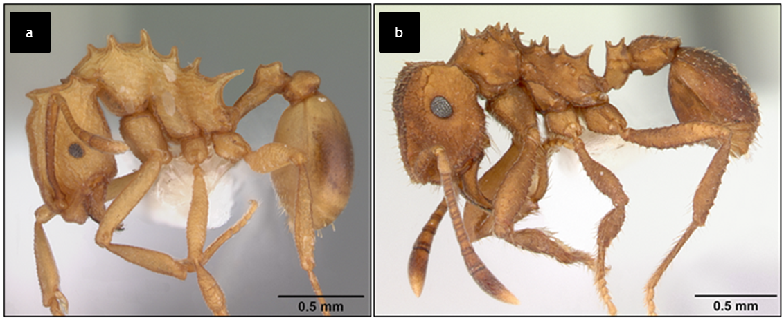 taxo4254 - Proatta butteli