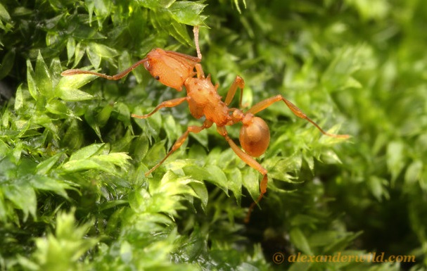 taxo4254 - Proatta butteli