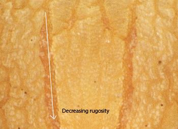 taxo4254 - Proatta butteli